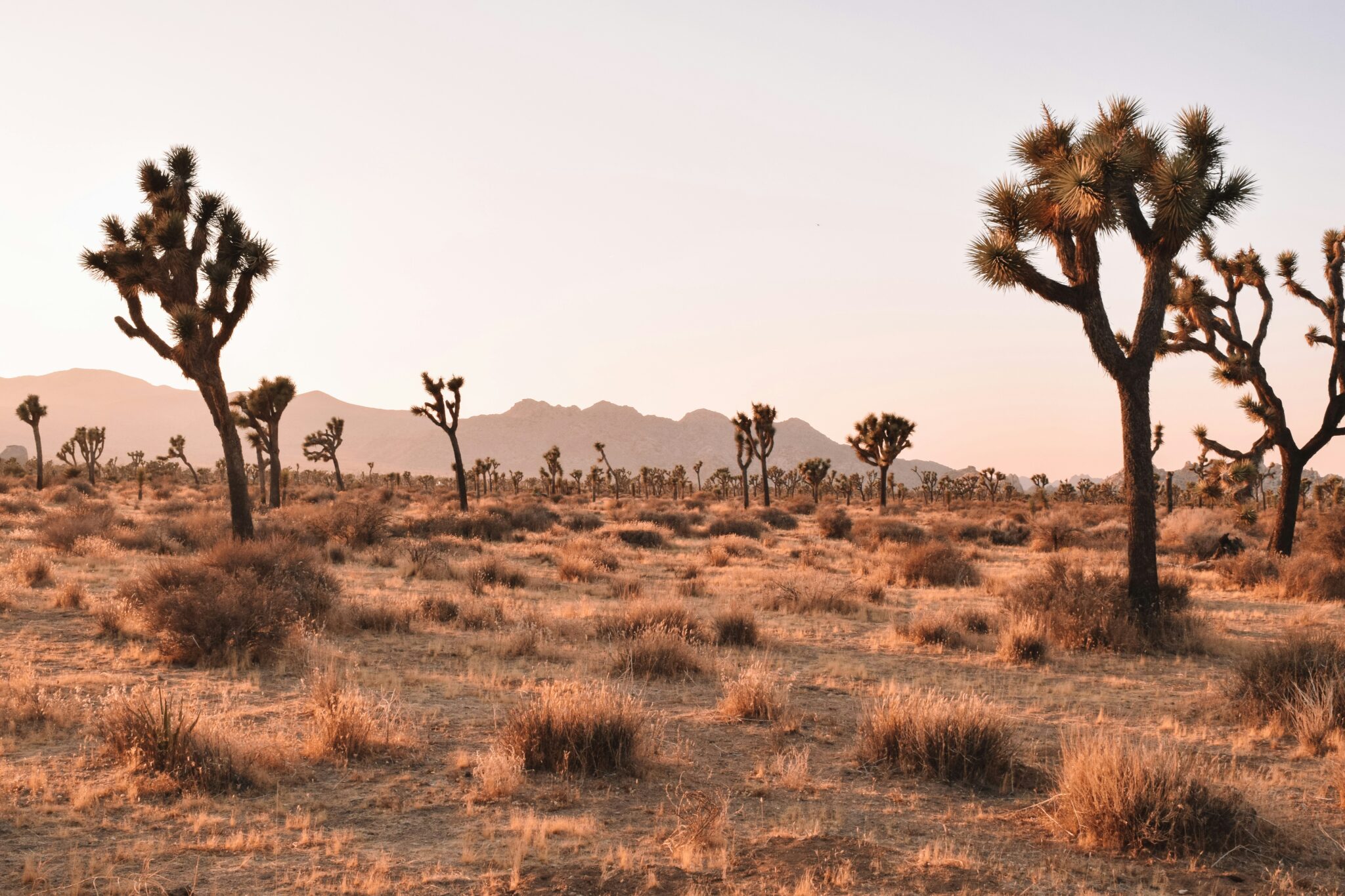 Joshua Tree Elopement Guide + Elopement Locations - Emilee Setting